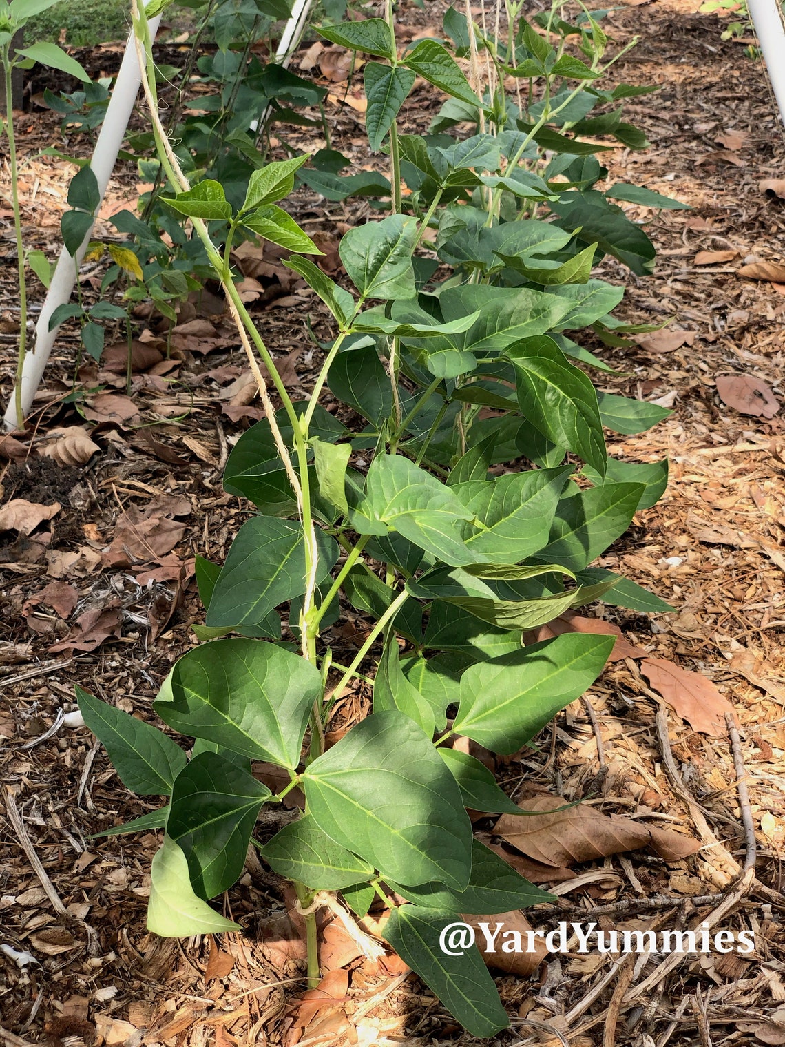 25 Heirloom Puerto Rican Black Bean SEEDS Pole Bean Seed - Etsy
