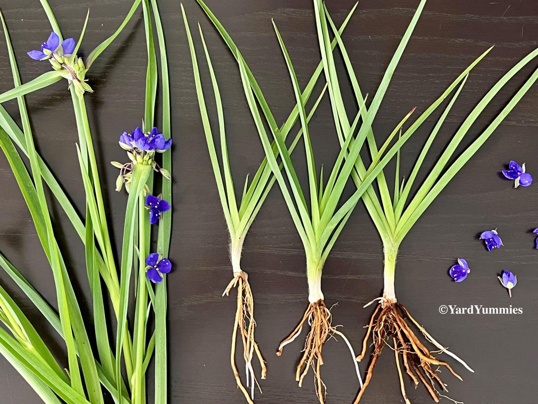 3 Spiderwort Starts- Live Bare Root- Florida Native Perennial ...
