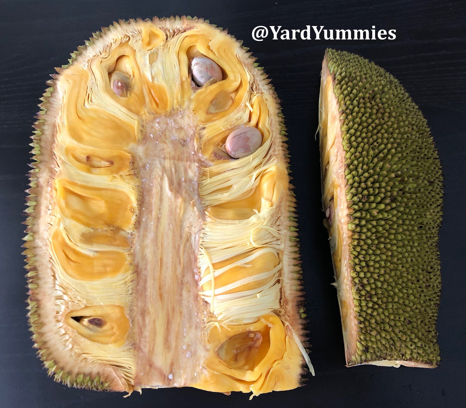 6 Fresh Jackfruit SEEDS Dang Rasimi Variety Artocarpus | Etsy