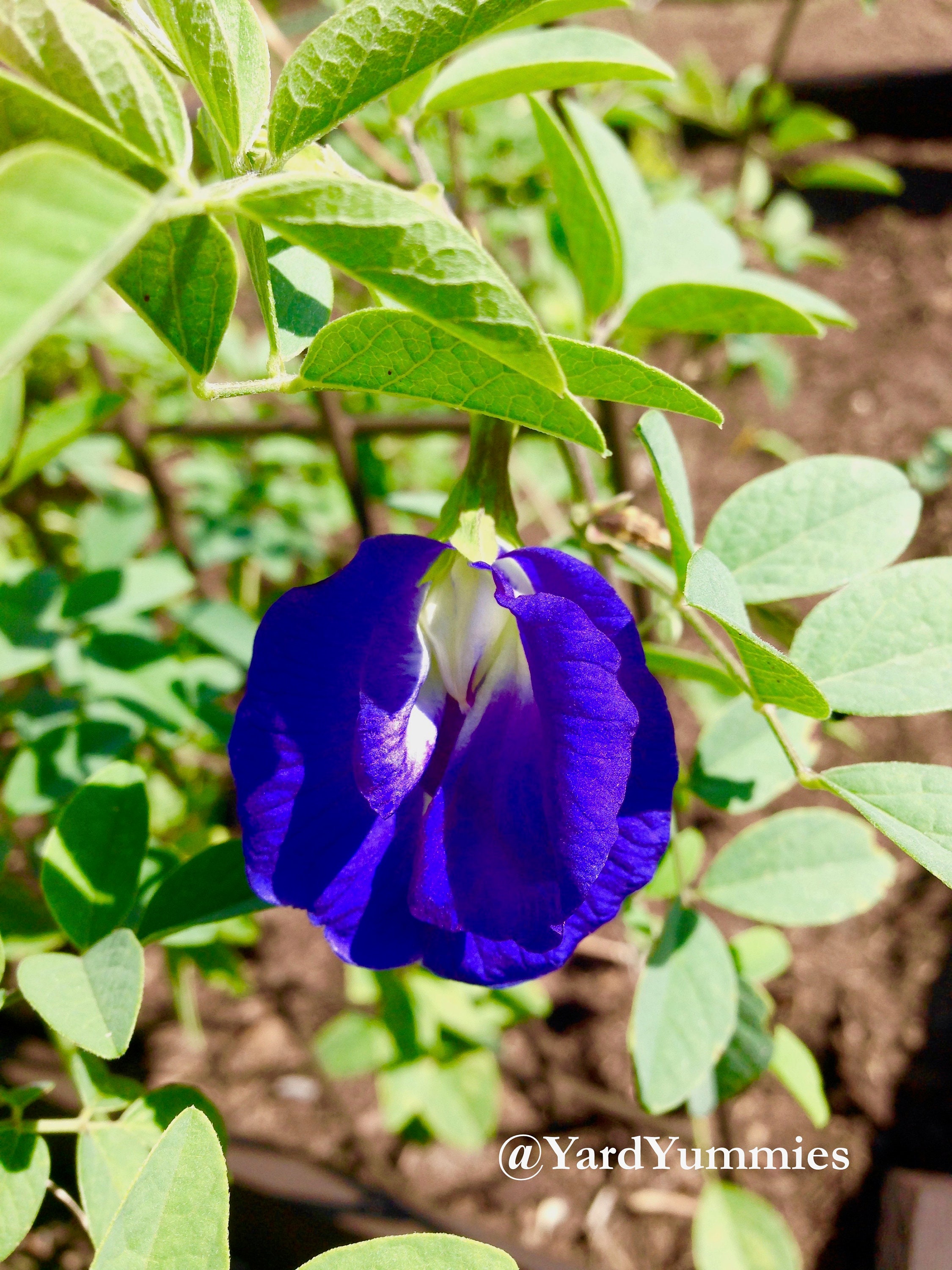 Blue Butterfly Pea Seeds Packet of 25 Seeds - Etsy