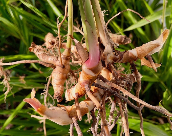 3 Fresh Lesser Galangal Rhizomes Live Roots Alpinia Officinarum ...