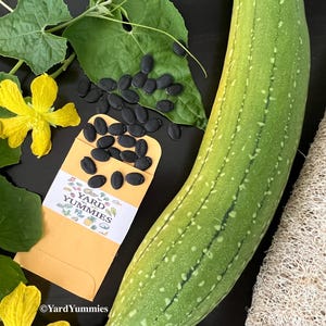 Luffa Sponge Gourd SEEDS- 20 Seeds- Heirloom Luffa Aegyptiaca- Loofah ...