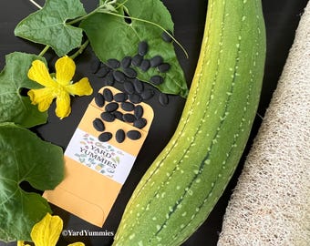 15 Luffa Gourd Seeds - Etsy