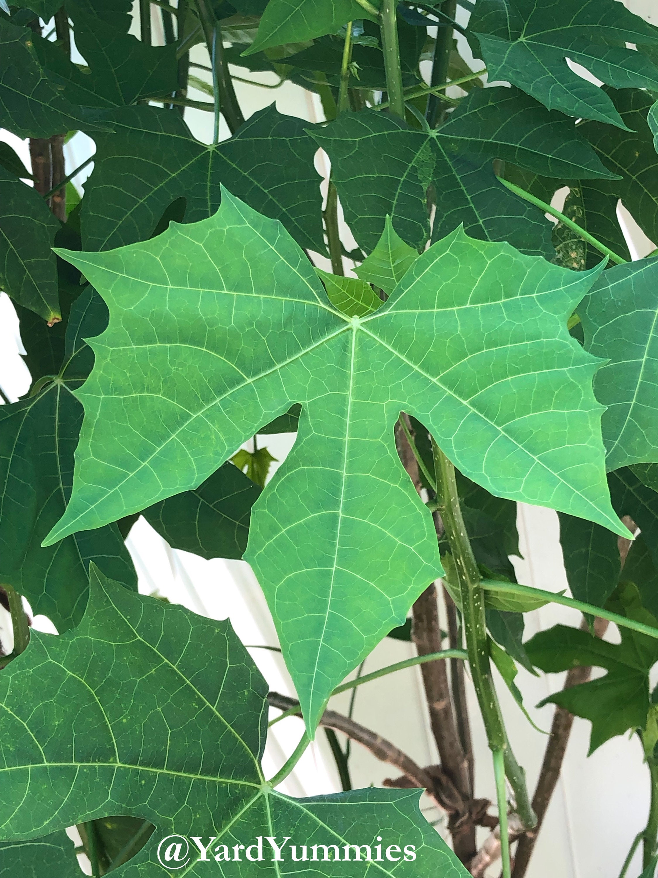 Chaya Tree Spinach CUTTINGS - Maple Leaf Variety- Unrooted Stems ...