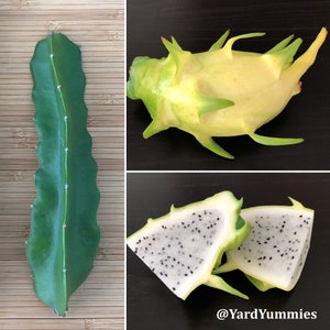 8-10” Israeli Yellow Dragon Fruit Cutting Unrooted- Israel Golden ...