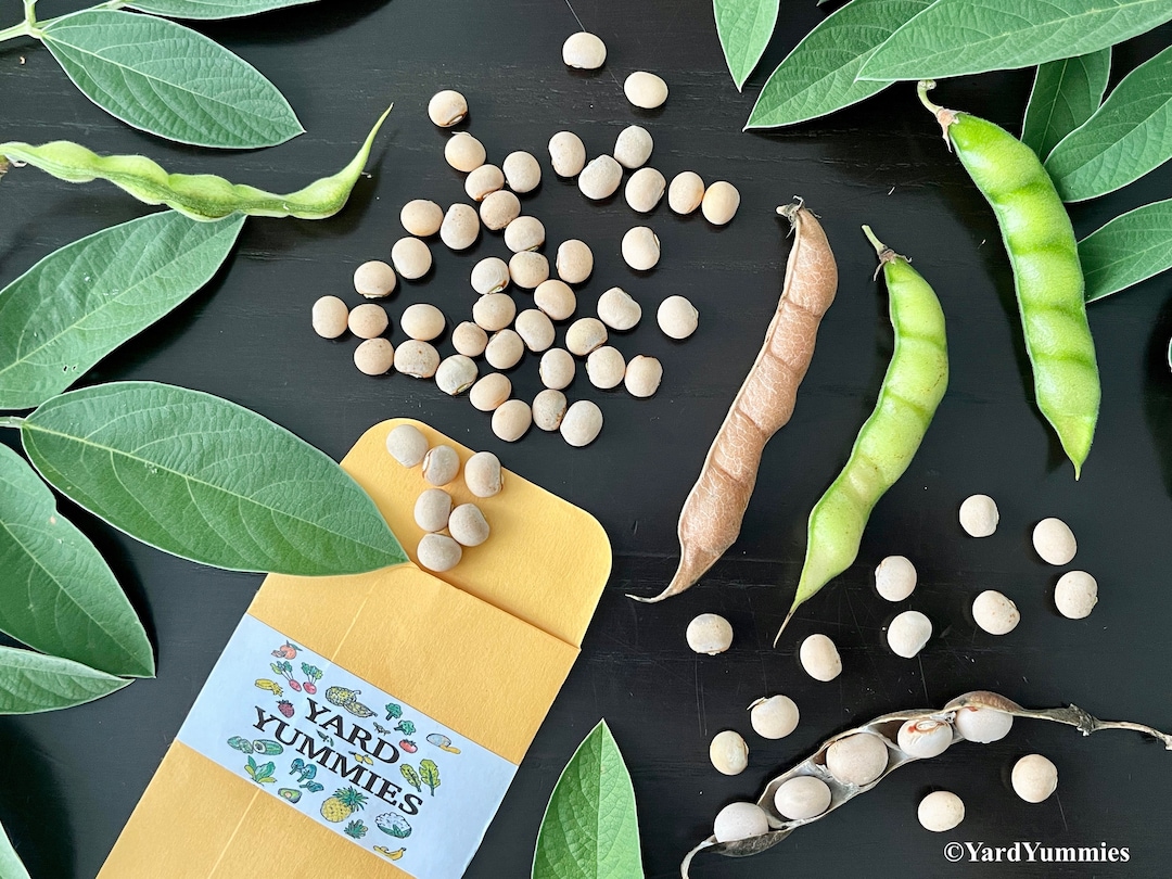 30 Pigeon Pea SEEDS - Cajanus Cajan- Gungo Peas- Grandules- Perennial ...