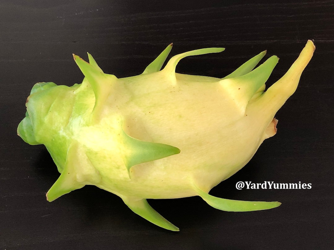 8-10” Israeli Yellow Dragon Fruit Cutting Unrooted- Israel Golden ...
