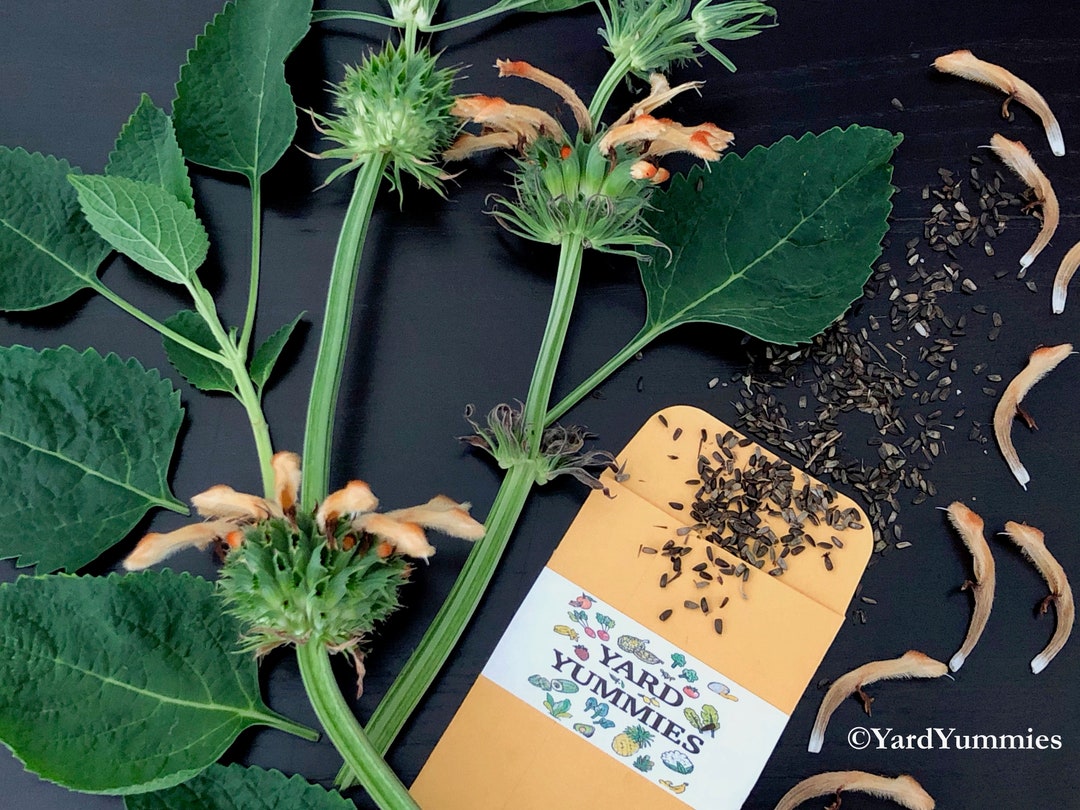 Klip Dagga Lion’s Ear - 50 SEEDS- Lion’s Tail Perennial Herb Seeds ...