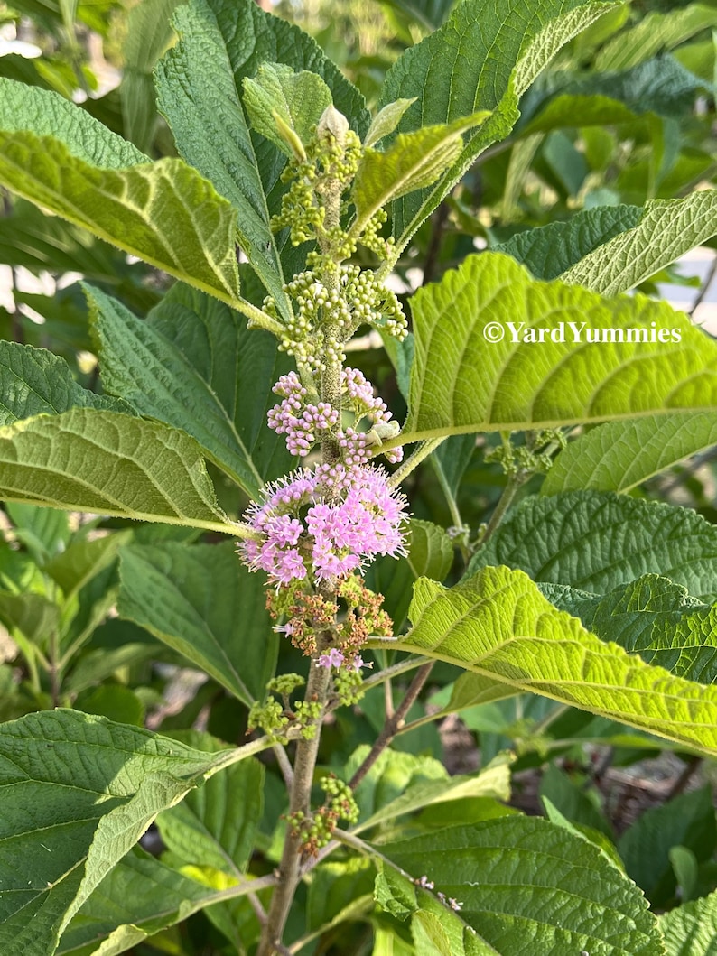 American Beautyberry 100 Heirloom SEEDS: Beauty Berry Beautybush ...