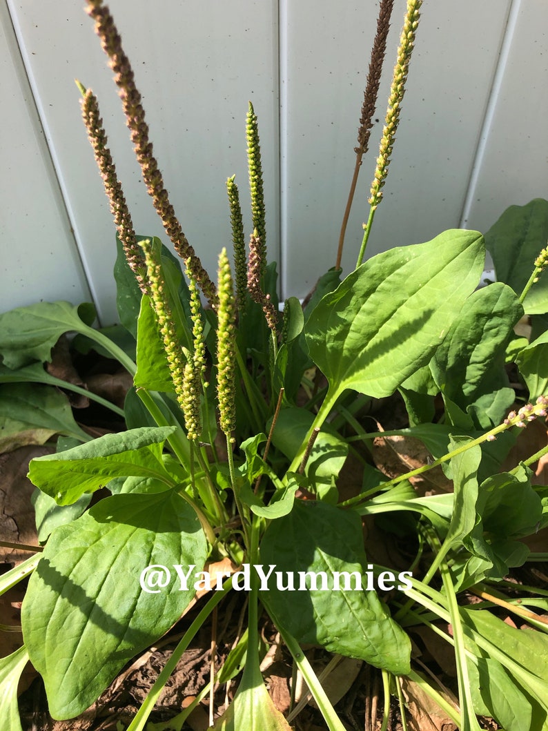 Broadleaf Plantain 200 SEEDS - Plantago Major – Common Plantain ...