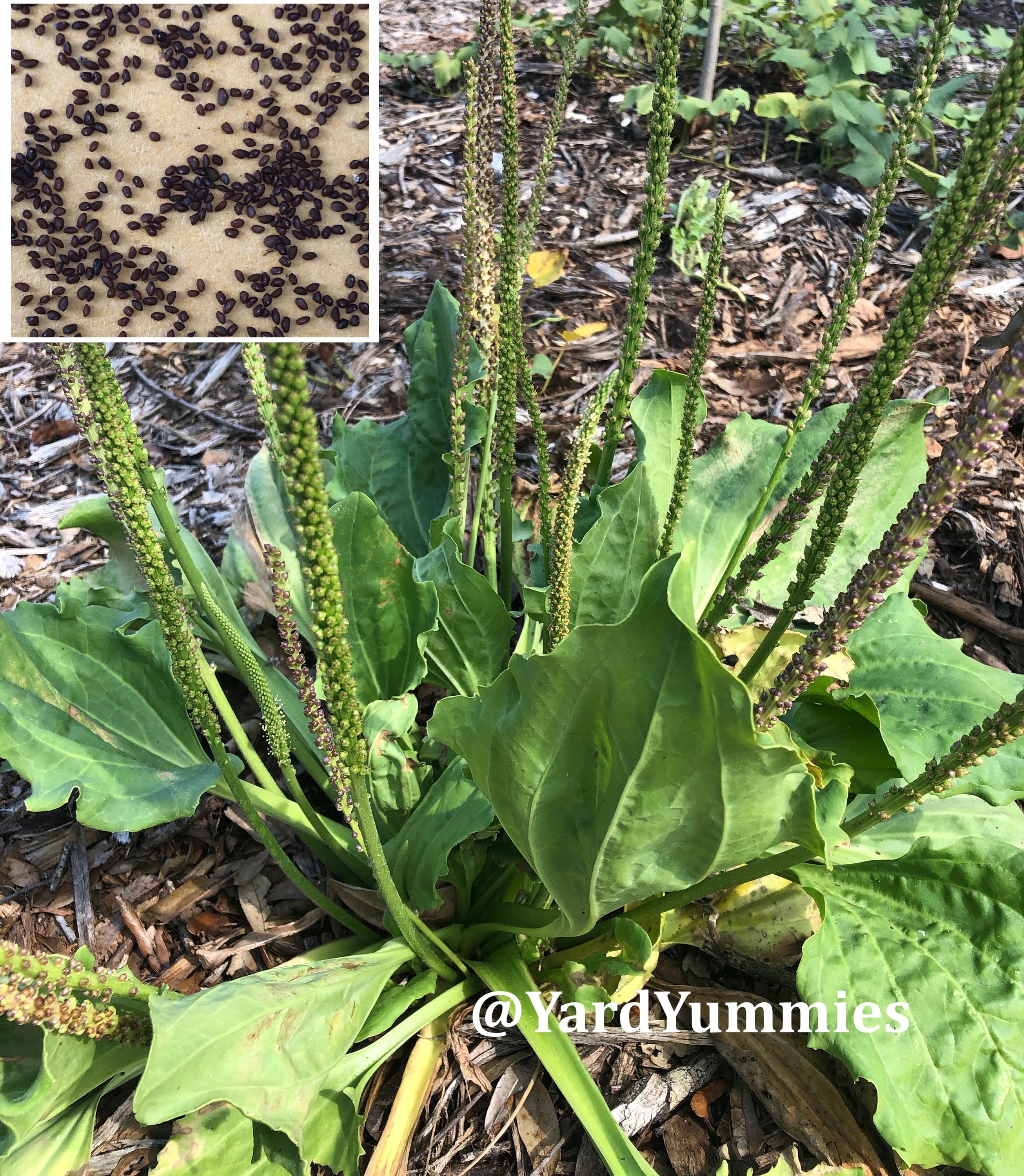 Common Plantain Seed