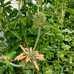 Klip Dagga Lion’s Ear 50 SEEDS: Lion’s Tail, Shandilay Chandelier Bush ...