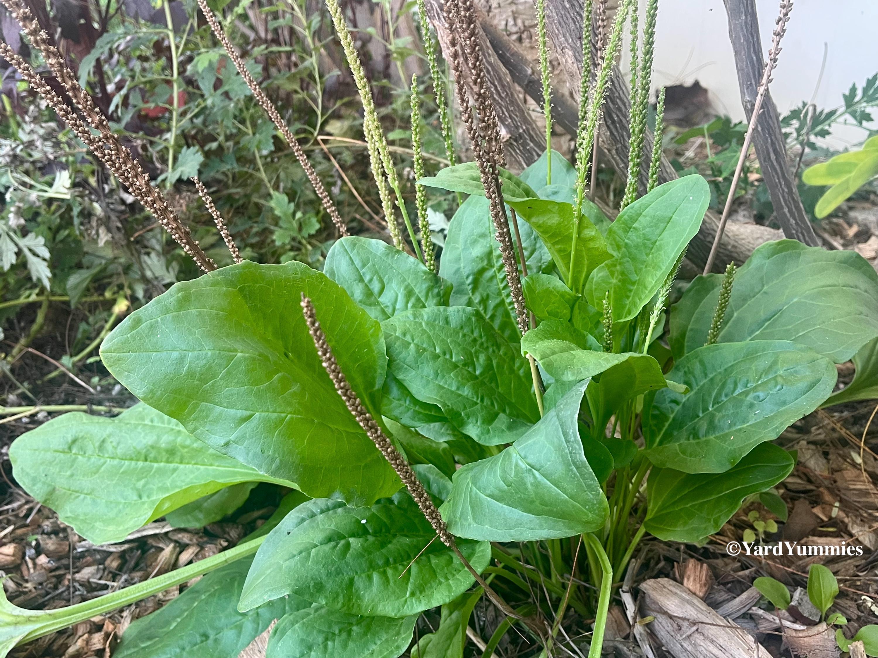 Broadleaf Plantain 200 SEEDS - Plantago Major – Common Plantain ...