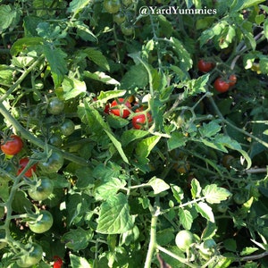 30 Florida Everglades Tomato Seeds: Heirloom Heat Resistant Variety ...