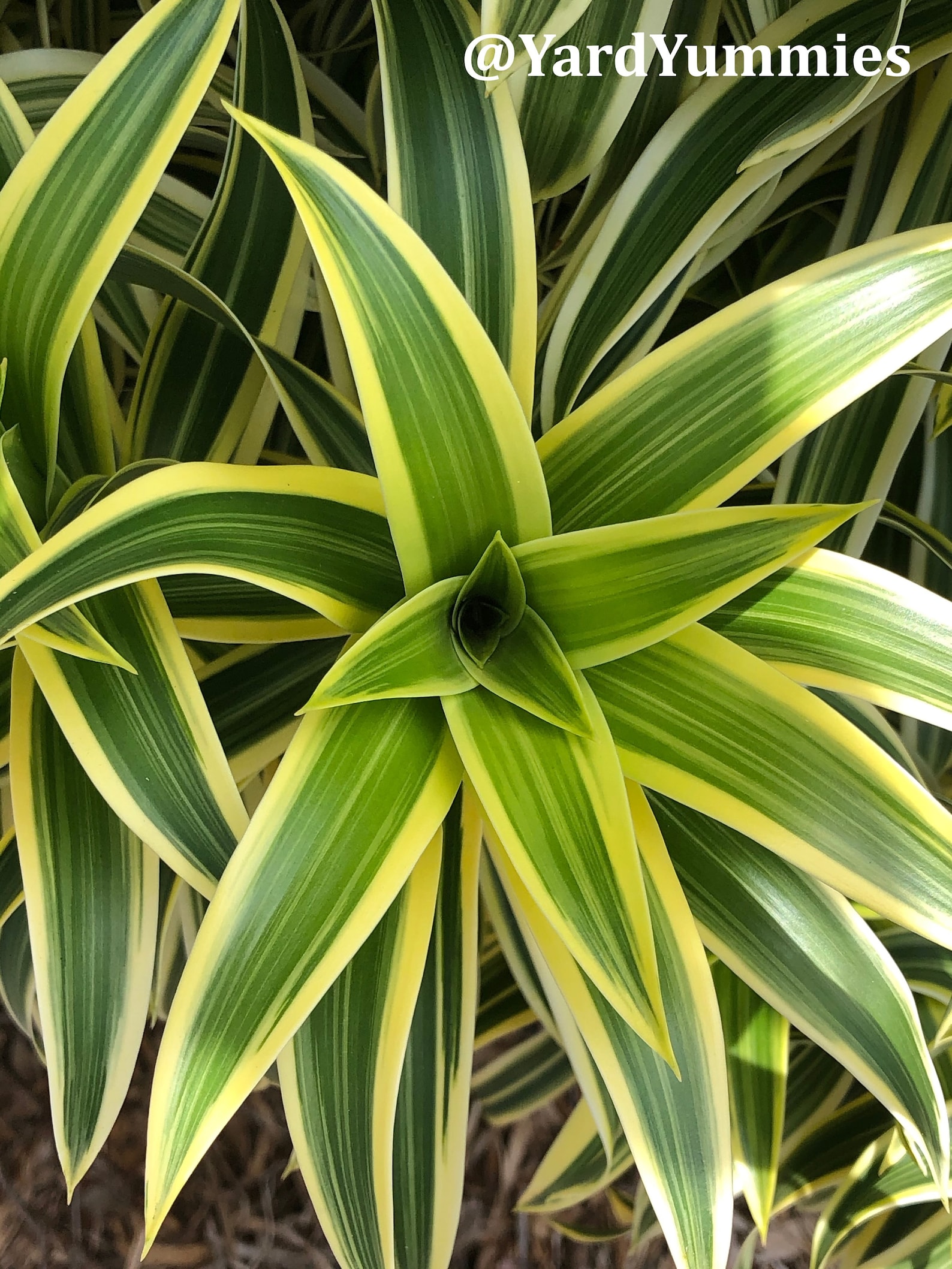 Dracaena Reflexa Variegata Song of India 2 Plant CUTTINGS | Etsy Dracaena Reflexa Variegata Song of India 2 Plant CUTTINGS | Etsy