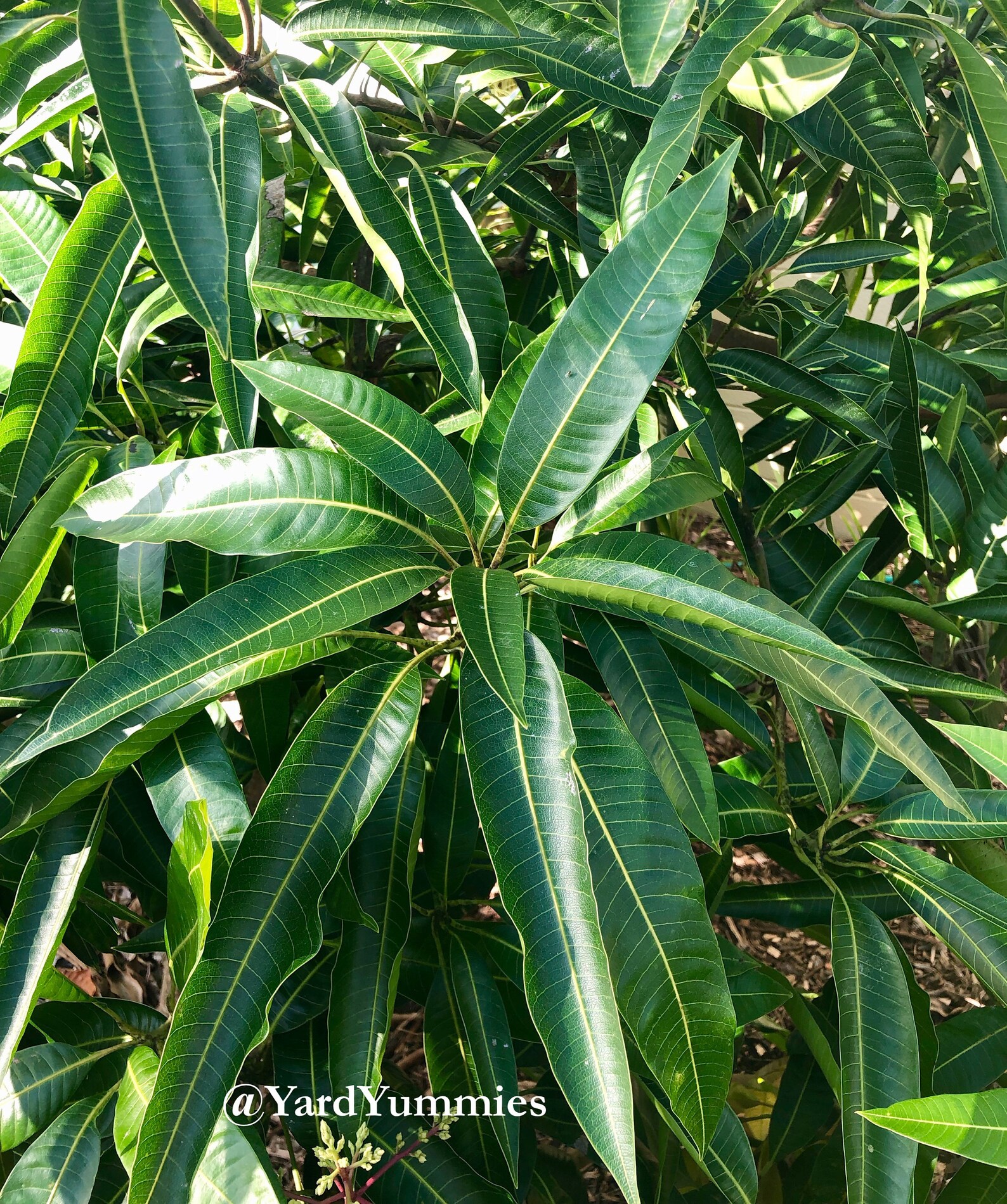 Fresh Mango Leaves: Naturally Grown in Florida, Loose Leaf Tea - Etsy