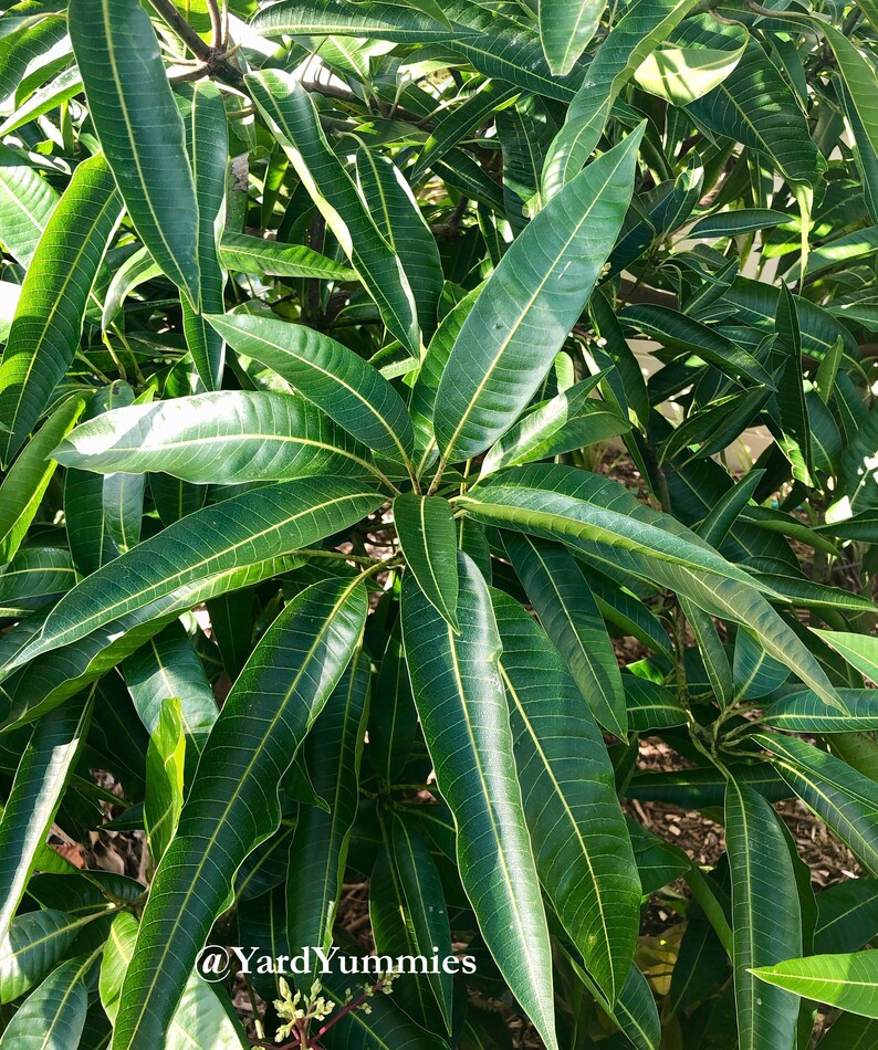 Fresh Mango Leaves: Naturally Grown in Florida, Loose Leaf Tea - Etsy