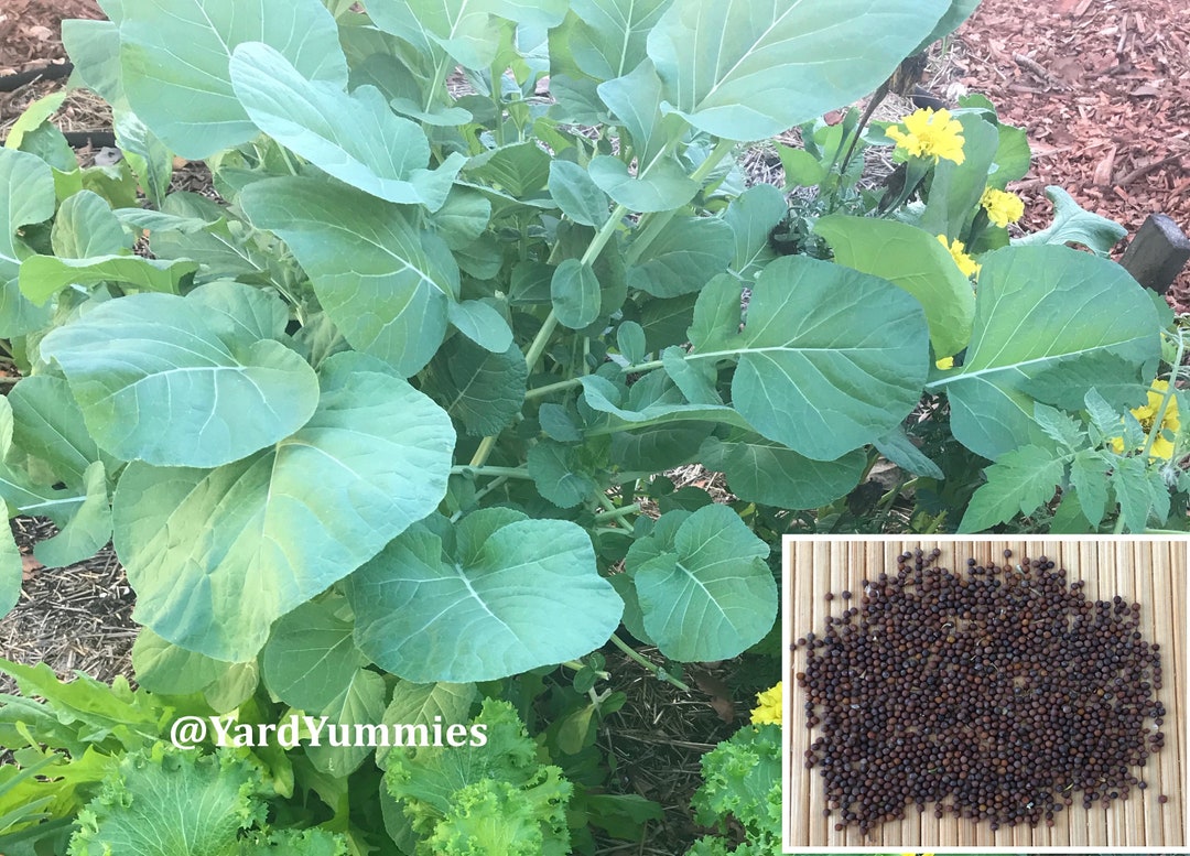 200 Ethiopian Kale Seeds: Brassica Carinata- African or Abyssinian ...