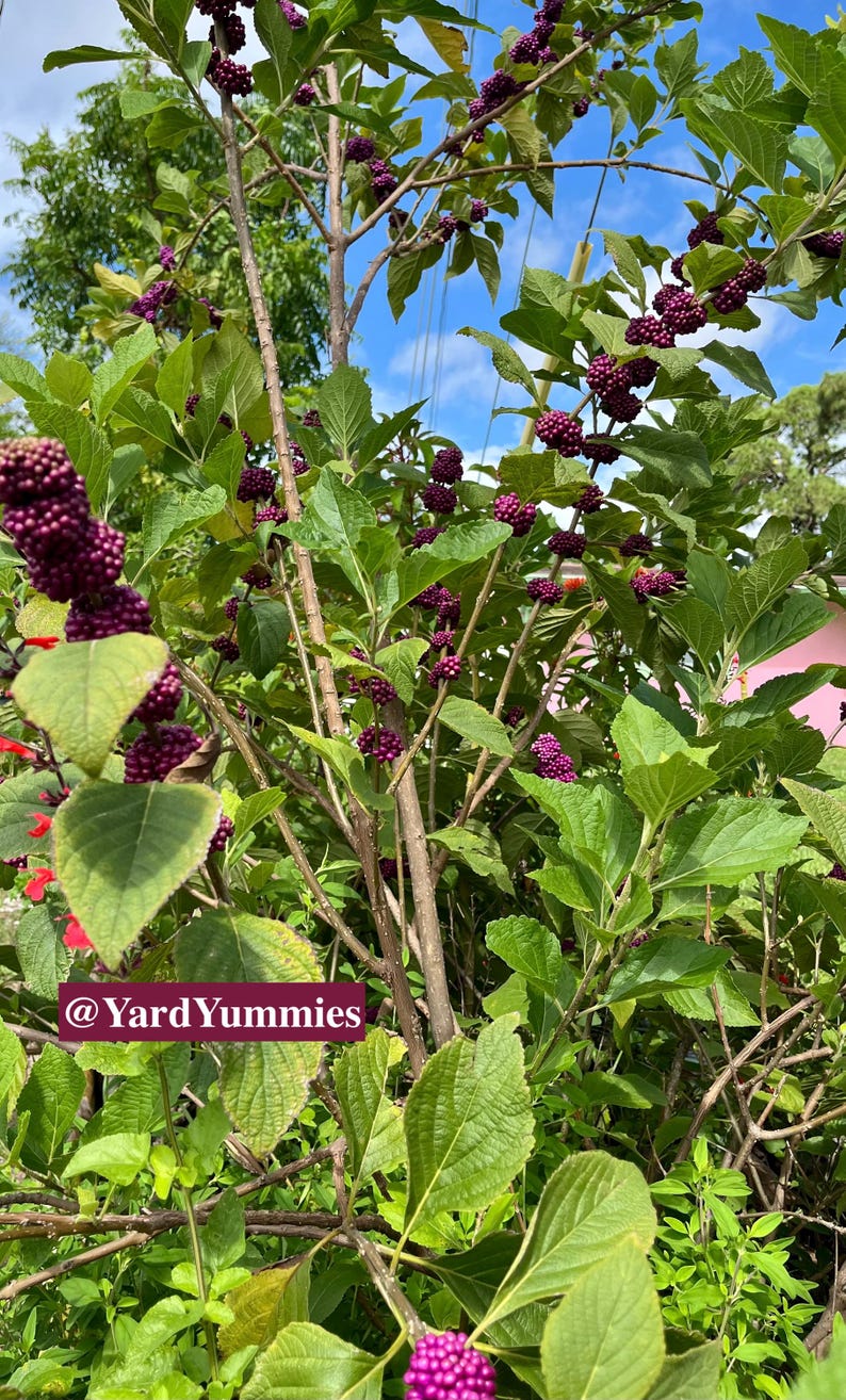 American Beautyberry 100 Heirloom SEEDS: Beauty Berry Beautybush ...