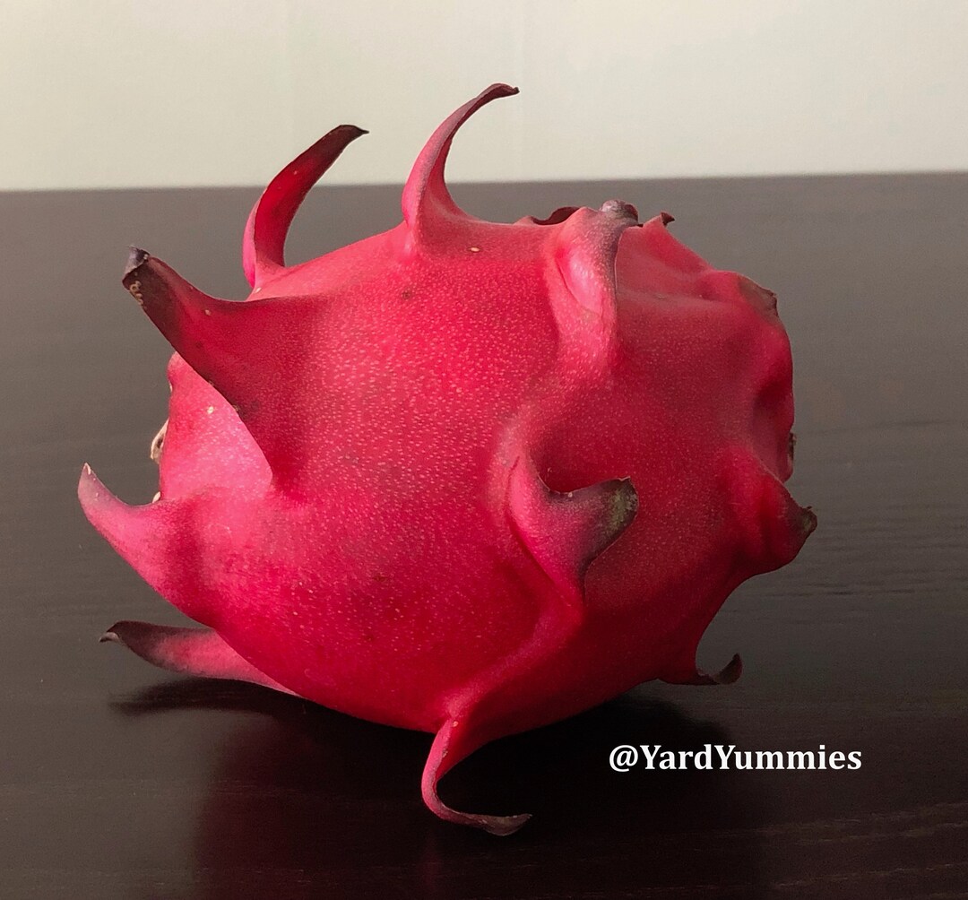 One 12"+ Dragon Fruit Cutting- Zamorano Variety- Unrooted Red Flesh ...