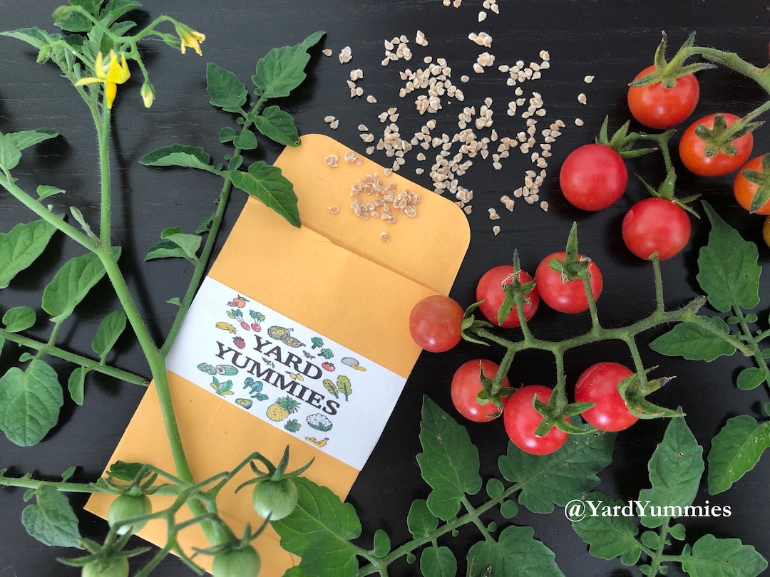 30 Florida Everglades Tomato Seeds: Heirloom Heat Resistant Variety ...