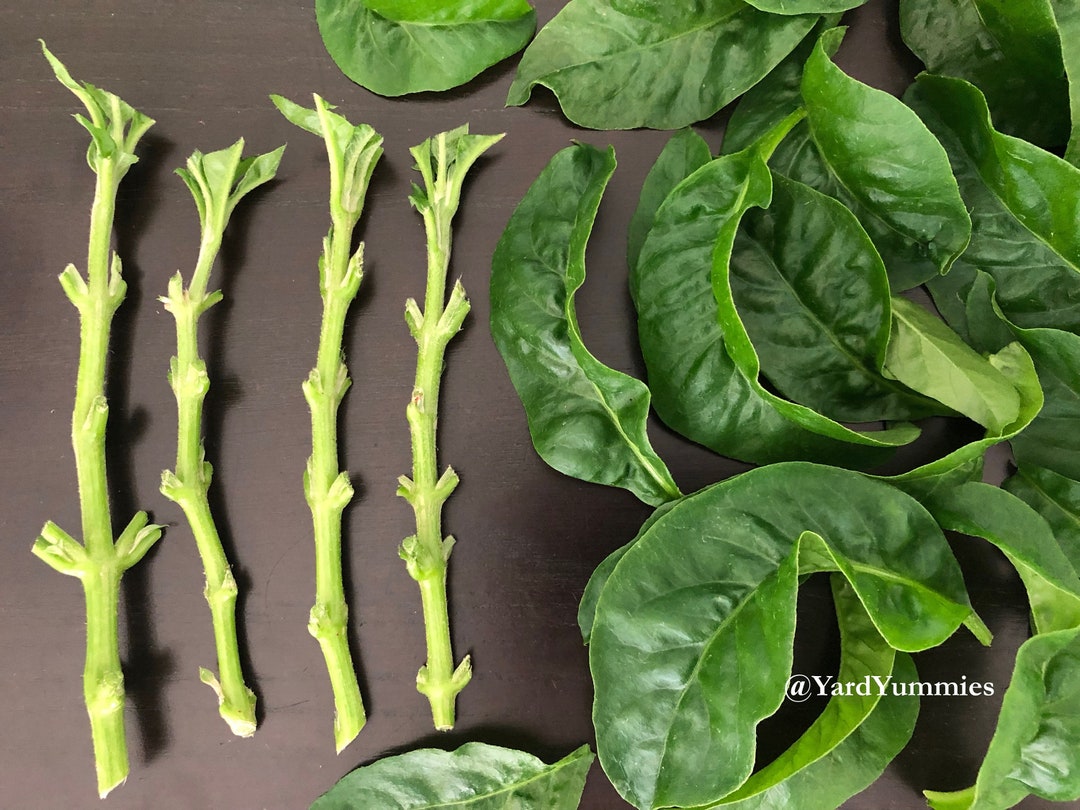 Long Leaf Sissoo Spinach- Unrooted Cuttings- Brazilian Spinach - Samba ...