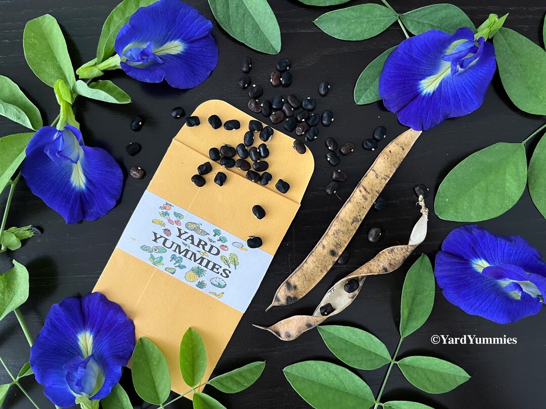 Blue Butterfly Pea- 25 Seeds: Asian Pigeonwings, Tropical Vine- Edible ...