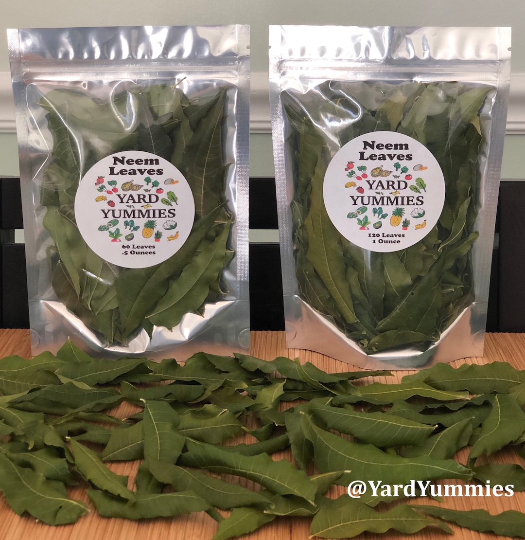 Dried Neem Leaves: Azadirachta Indica Whole Leaf- No Stems. Naturally ...