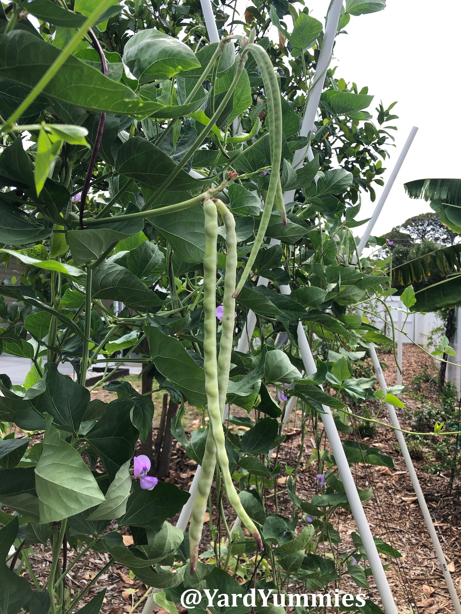 25 Heirloom Puerto Rican Black Bean SEEDS Pole Bean Seed - Etsy