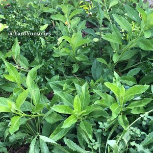 Longevity Spinach- Unrooted Cuttings- Longevity Greens - Perennial ...