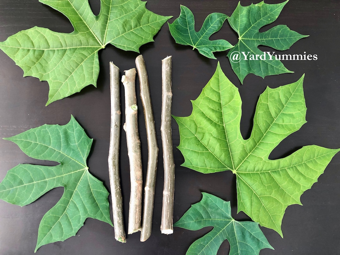 Chaya Tree Spinach CUTTINGS - Maple Leaf Variety- Unrooted Stems ...