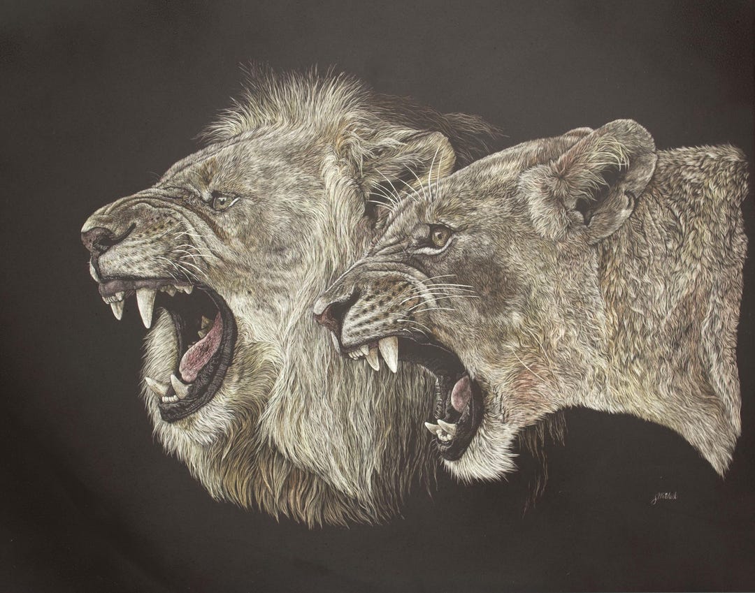 African Lions Original Scratch Art - Etsy