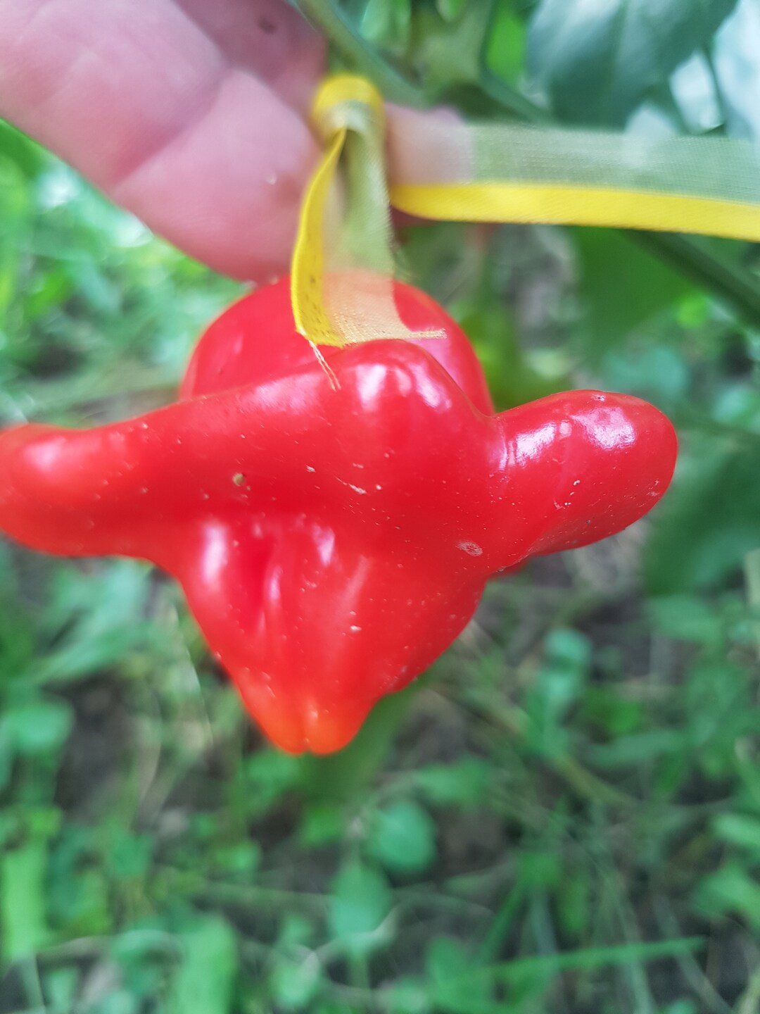 Bishop Crown Chilli Seeds - Etsy Canada