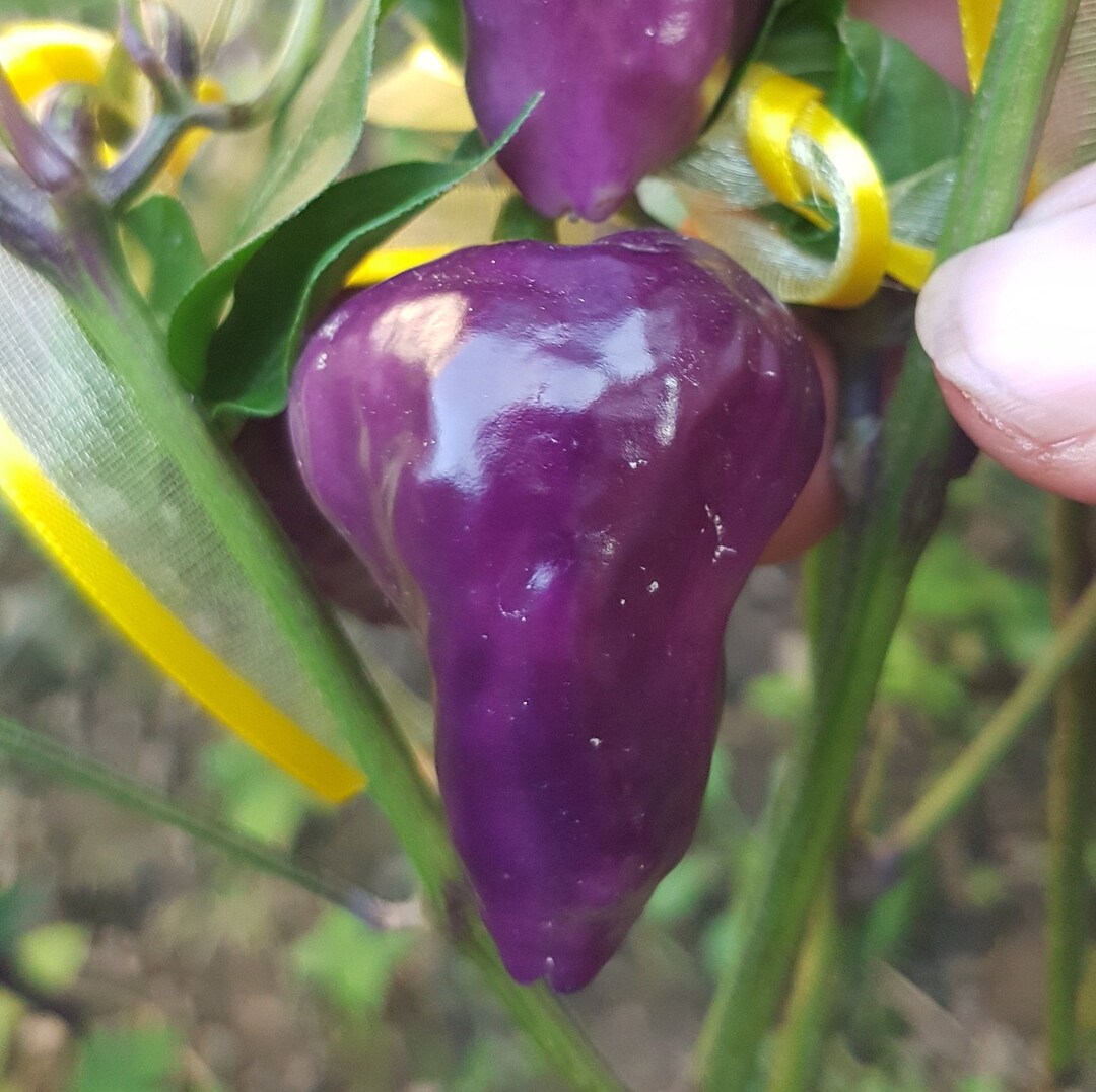 Purple Ufo Chilli 10+ Seeds - Etsy Canada