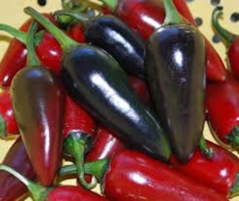 Piment noir hongrois/poivron doux 10+ graines - Etsy France