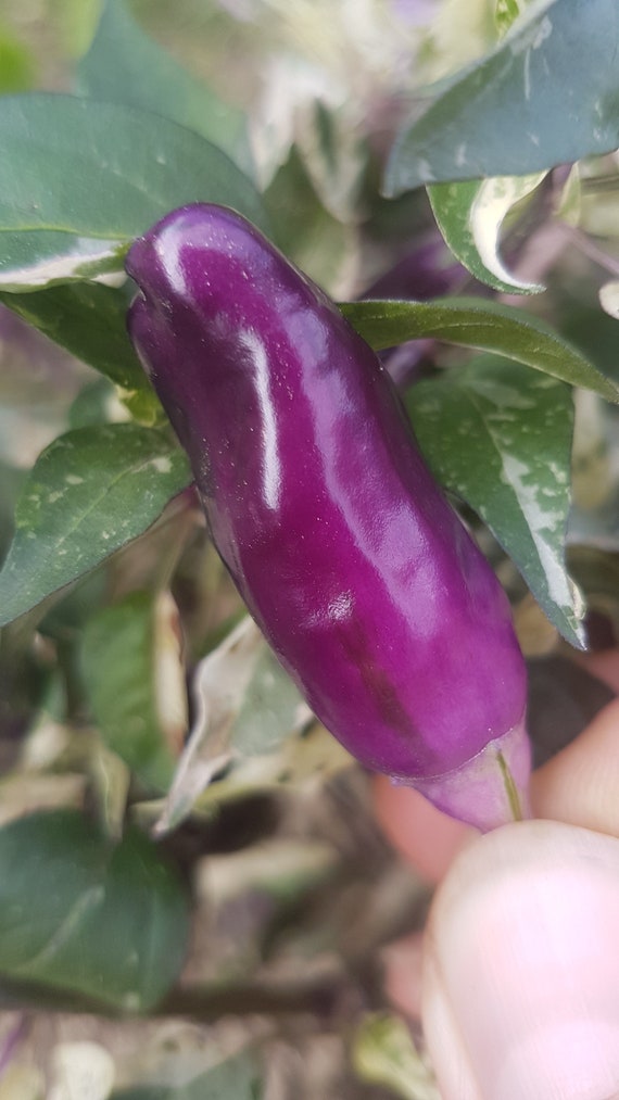 Purple Tiger Chilli 10 Seeds - Etsy Australia