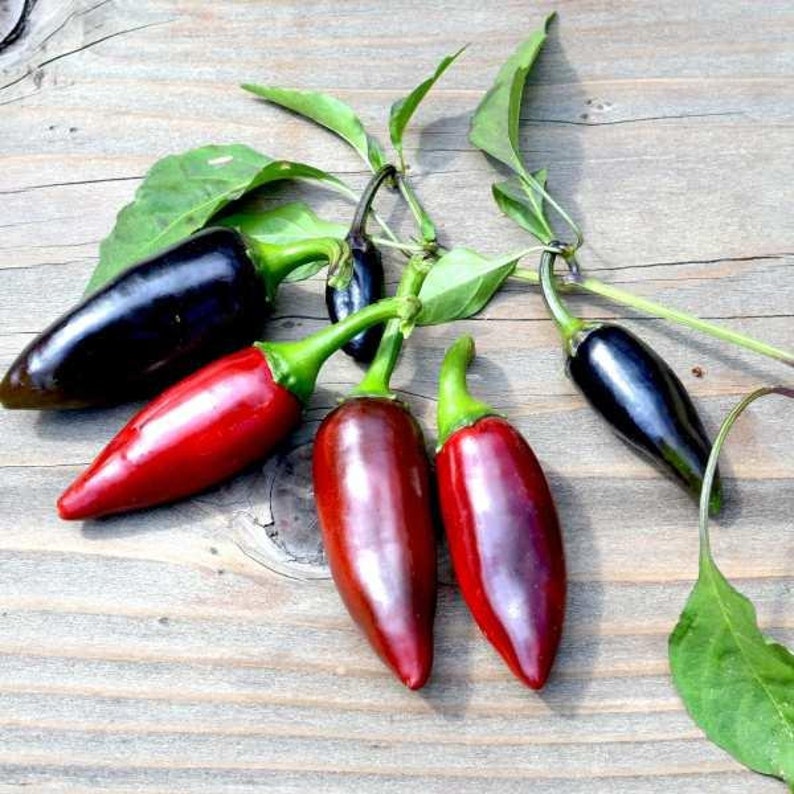 Piment noir hongrois/poivron doux 10+ graines - Etsy France