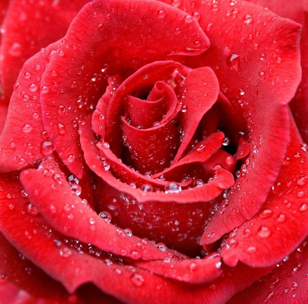 Wooden Jigsaw Puzzles for Adults Raindrops on A Red Rose 59 Piece ...