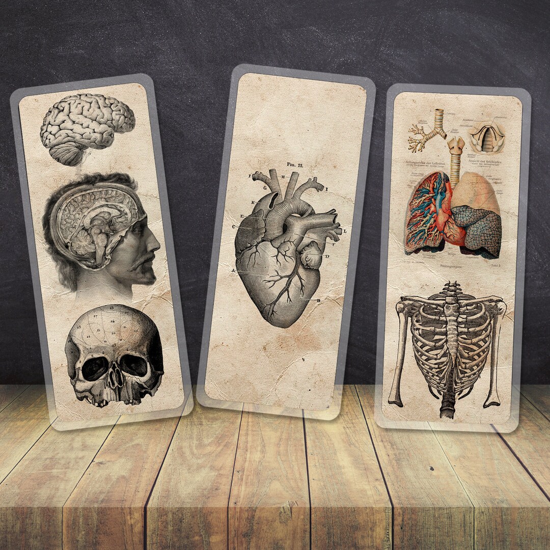 Human Anatomy Bookmarks Medical Student Gift Hippocrates - Etsy