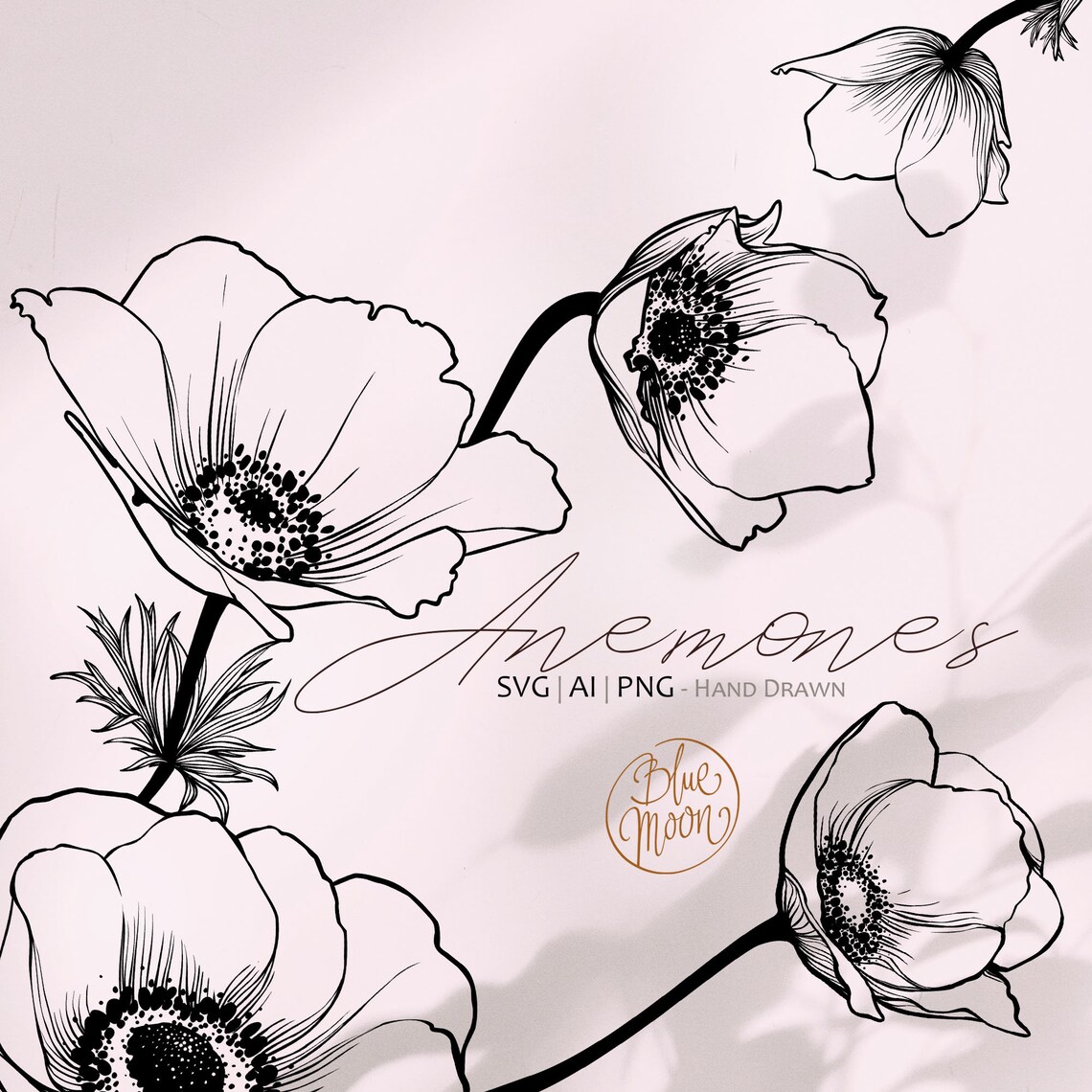 Anemone Flower, Hand Drawn Floral Graphics. Set of Svg, Ai and Png ...