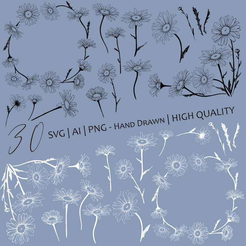 Daisy Flower, Hand Drawn Floral Illustrations. Set of Svg, Ai and Png ...