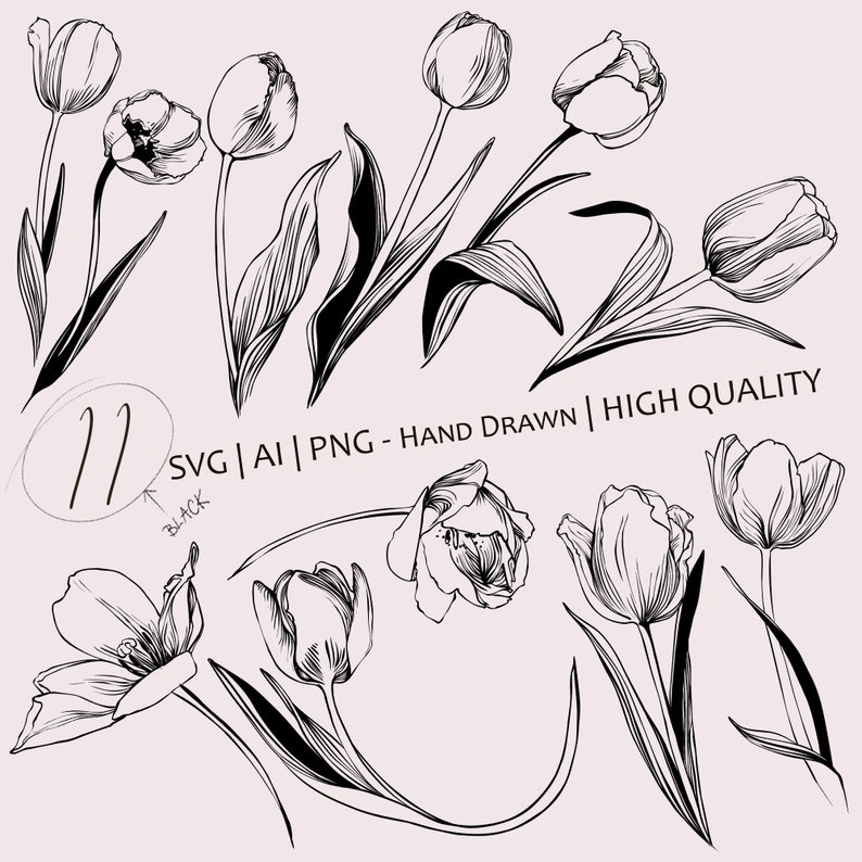 Tulip Flower, Floral Graphics. Set of Svg, Ai and Png Clipart Files ...