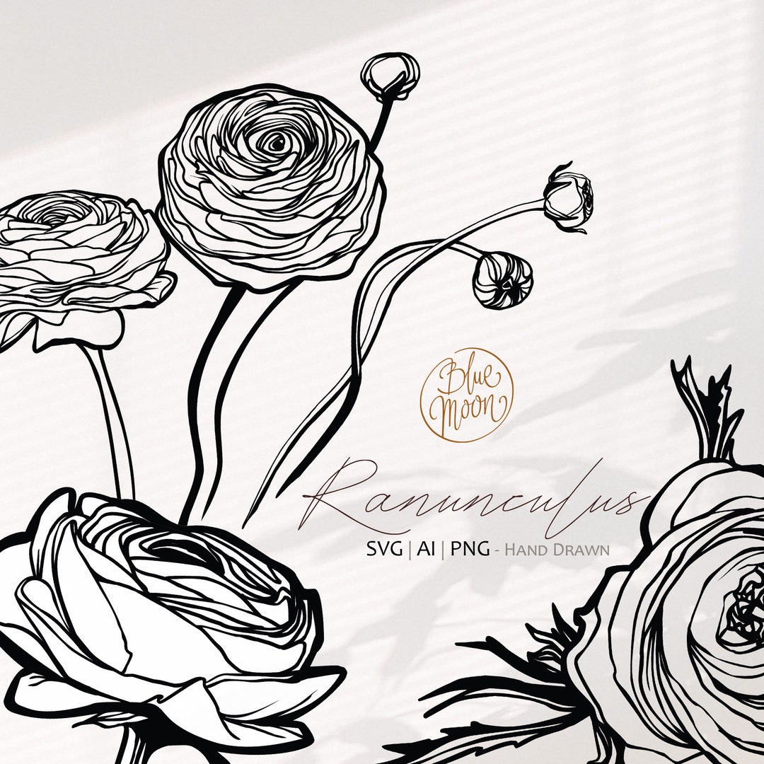 Ranunculus Flower, Hand Drawn Floral Graphics. Set of Svg, Ai and Png ...
