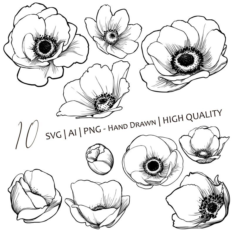 Anemone Flower, Hand Drawn Floral Graphics. Set of Svg, Ai and Png ...