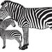 Zebra Decorative Panel Wall Hanging Room Decorating Laser - Etsy