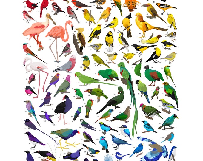 Rainbow Birds 12x18 Poster - Etsy