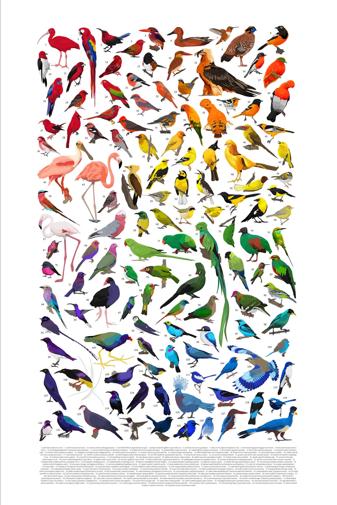 Rainbow Birds 12x18 Poster - Etsy