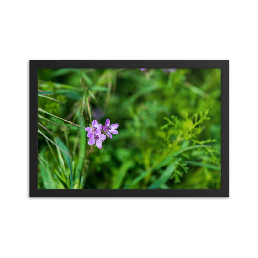 Framed Poster - Three Purple Flowers - Etsy