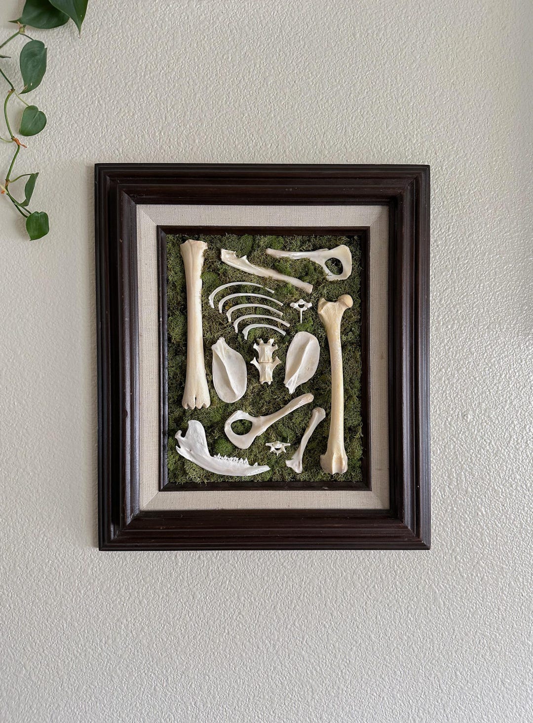 The Boneyard - Deer, Coyote, Possum, Fox - Etsy