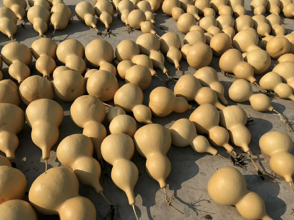 Double Bulbous Medium Bottle Gourds | Etsy